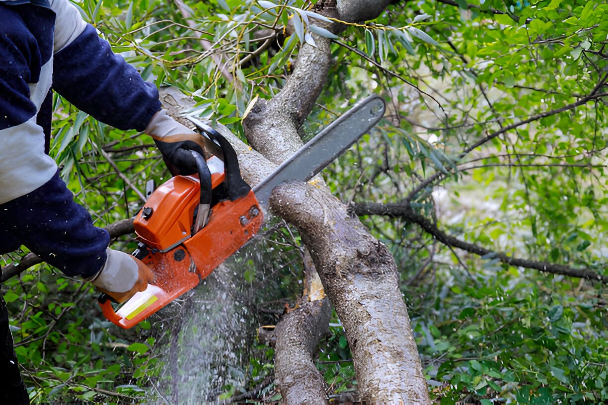 Small Tree & Shrub Removal Services in Tauranga - Green Horizon